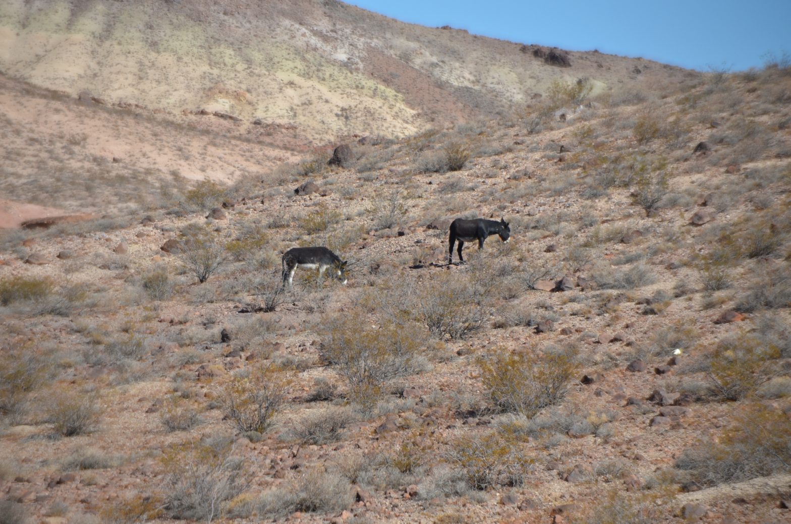 Rattlesnakes and Tarantulas in Death Valley – kennaontheroad